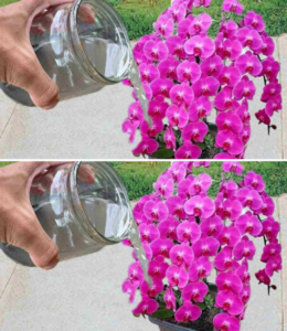 Basta una tazza di questo ingrediente per riportare in vita qualsiasi pianta morta ...